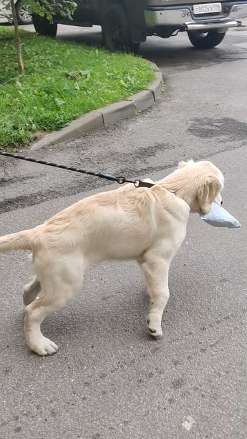 Помощник VID_20250827_130947