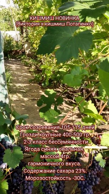 Кишмиш Новинка