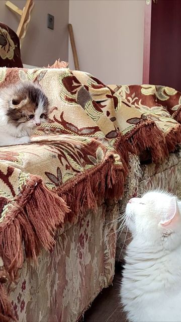 Эй, котик, спускайся оттуда 3.