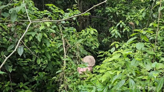 Full Video: Homeless girl is given an abandoned house at the foot of a mountLy Tieu Trang NewLife