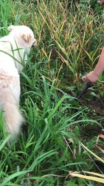 Как мы чеснок убирали 😹