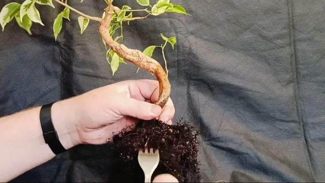 √6 фикус 126 бонсай