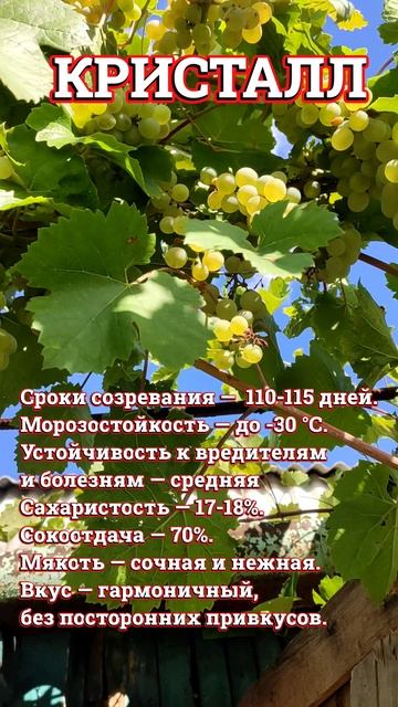 Виноград Кристалл