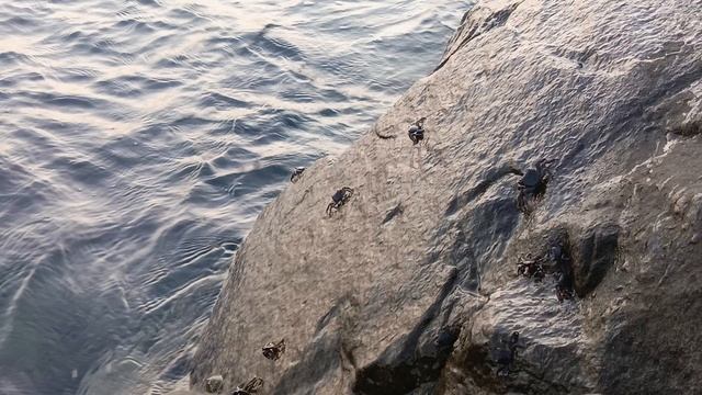 Крабы море вечер камни