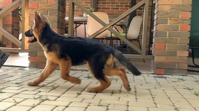 Баланс и энергия: Баларис ОСА,  4,5 месяца.