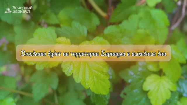 Выходные дни на территории Барнаула будут дождливыми и с грозой