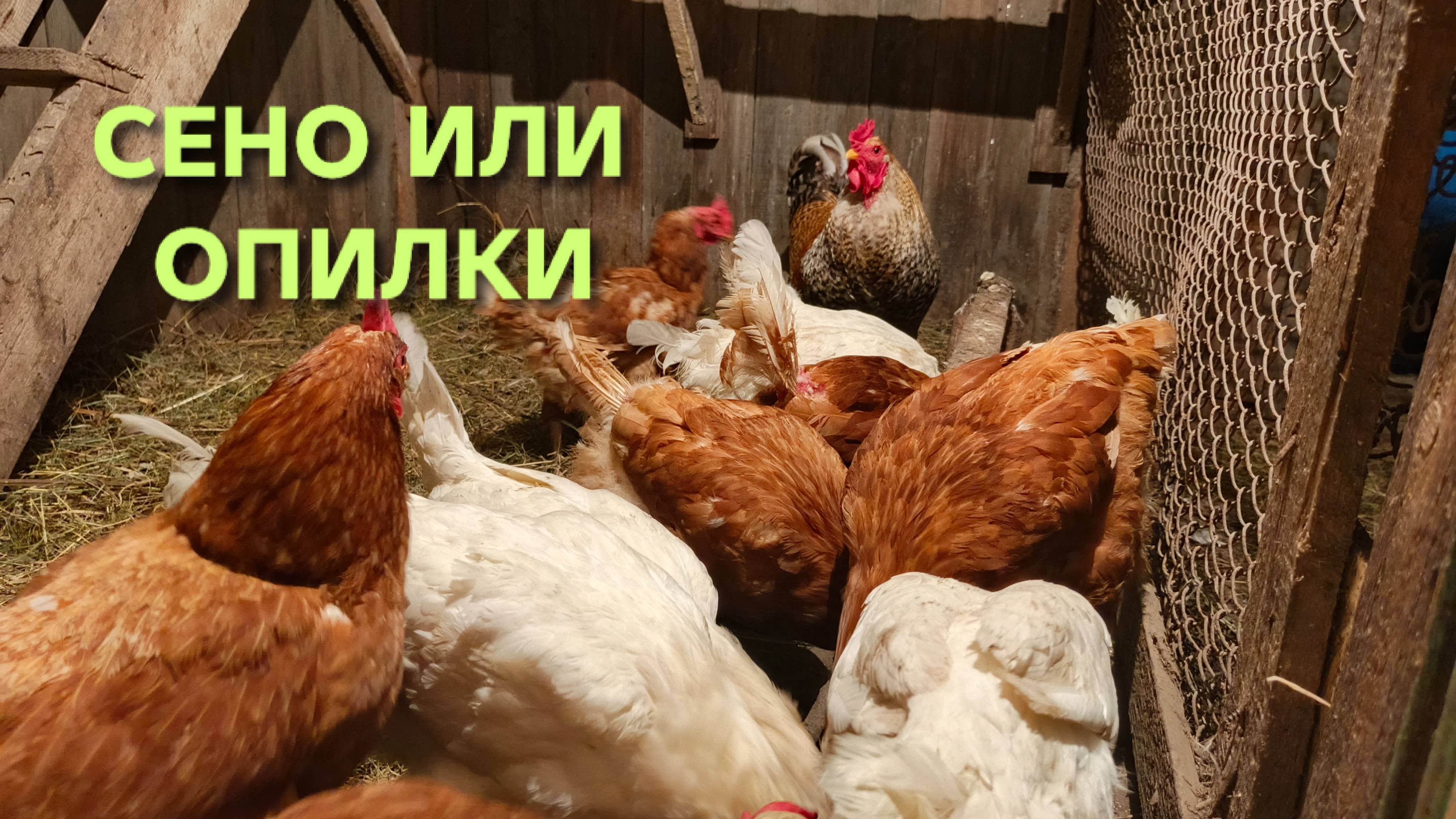 Какую подстилку лучше стелить курам-несушкам