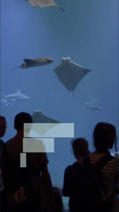 5 Fakten： ZOOS & AQUARIEN ｜ zoos.media