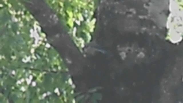 БЕЗ ЗВУКА. Большая синица ищет еду в коре березы. DSCN6654