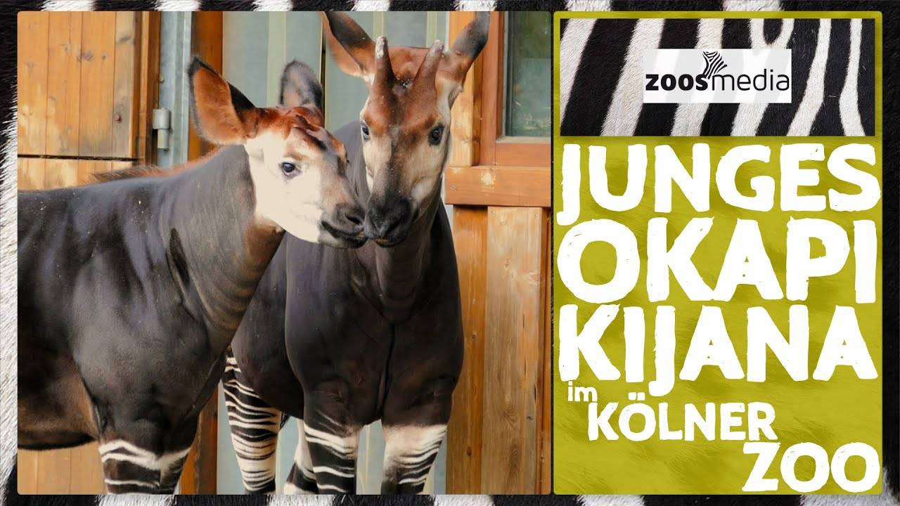Junges OKAPI 😍 im Kölner Zoo ｜ zoos.media