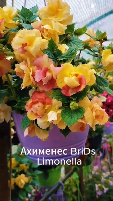 Ахименес BriDs Limonella. Ризомы высажены в начале мая.