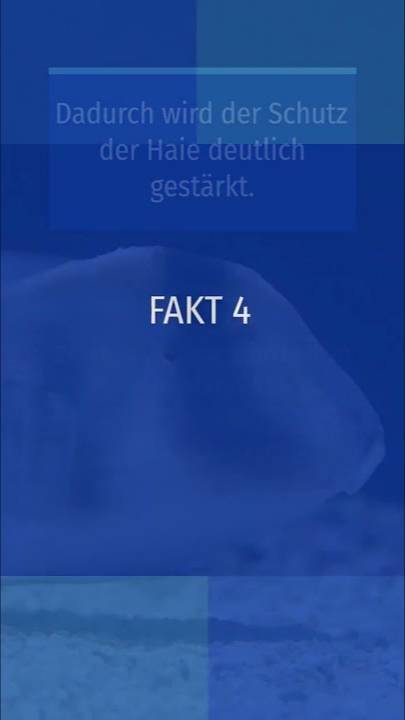 5 Fakten： HAIE 🦈 ｜ zoos.media