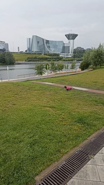 Таска 💨 разгон птиц 🐦