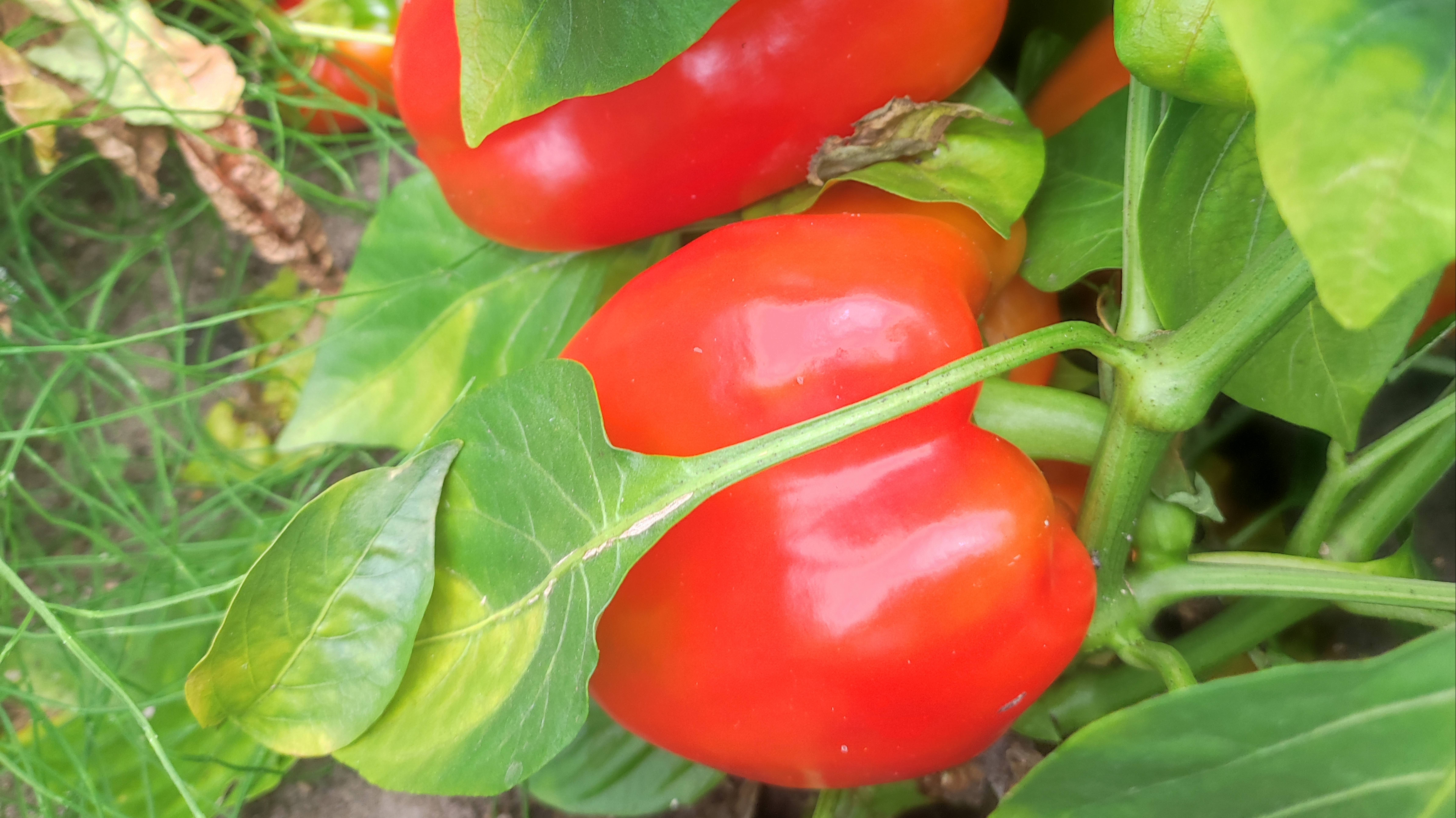 Результаты выращивания сладкого перца сорта Калифорнийское чудо