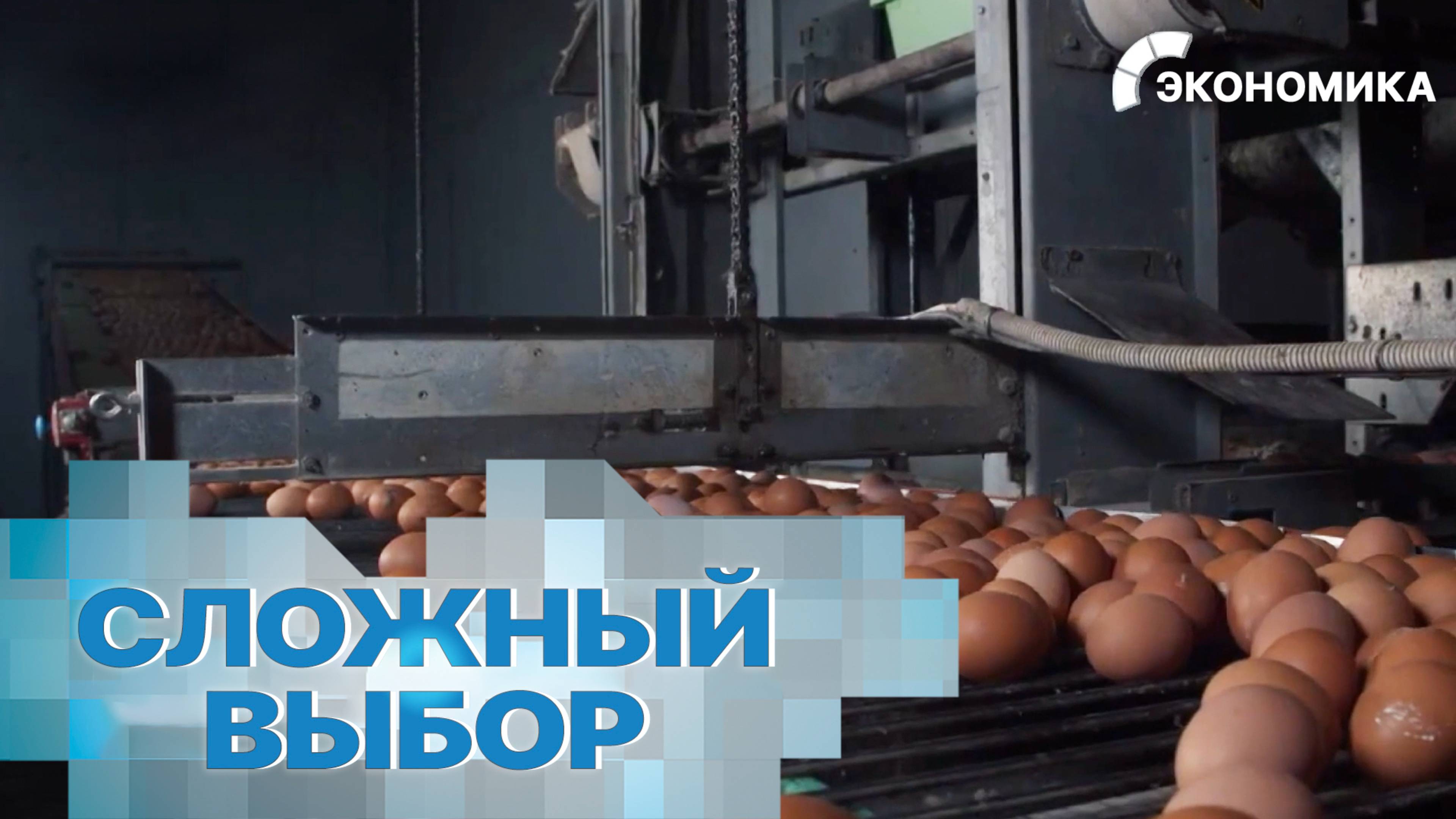 Белые или коричневые: какие яйца предпочитают россияне?