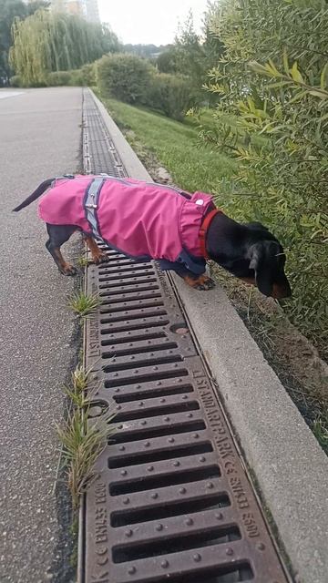 Такса 🐩 кроличья 🐰 Дина