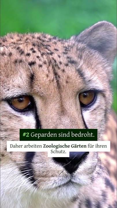 GEPARDE - 5 Fakten ｜ zoos.media