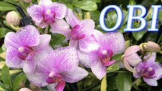 №1114/ СВЕЖИЕ шикарные ОРХИДЕИ в OBI