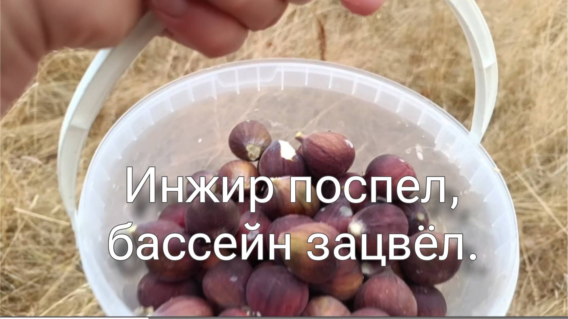 Августовское. Франция после засухи.