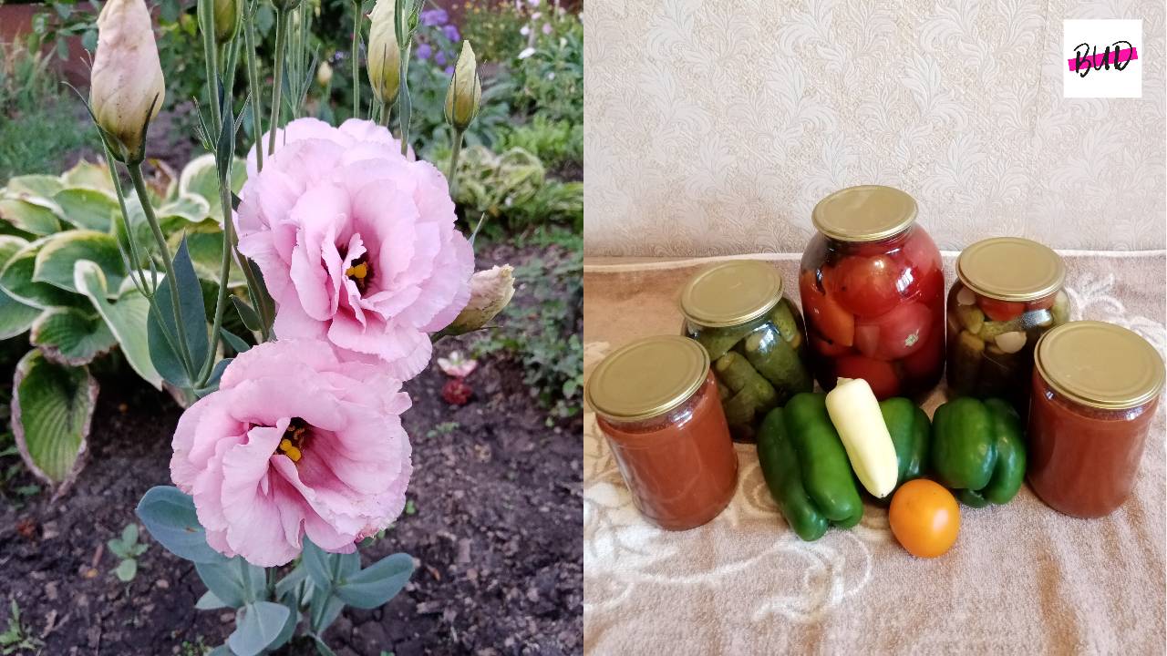 СБОР УРОЖАЯ/ РАСЦВЕЛА ЭУСТОМА/ ЗАКРУТКИ.