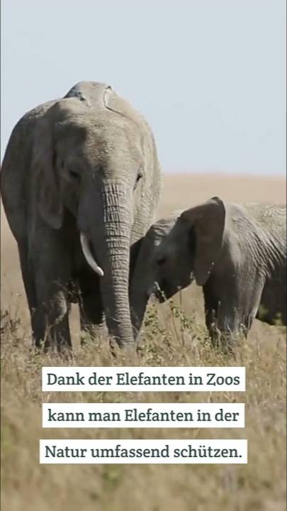 5 Fakten： ELEFANTEN 🐘 ｜ zoos.media