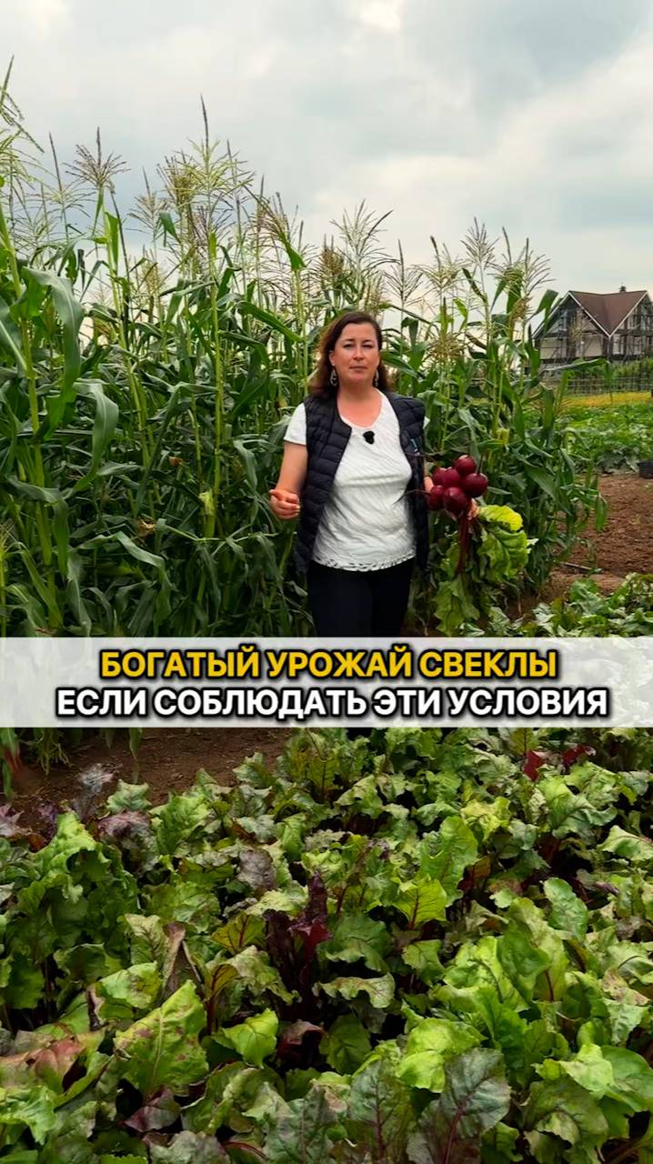 БОГАТЫЙ урожай свеклы, если соблюдать ЭТИ УСЛОВИЯ!