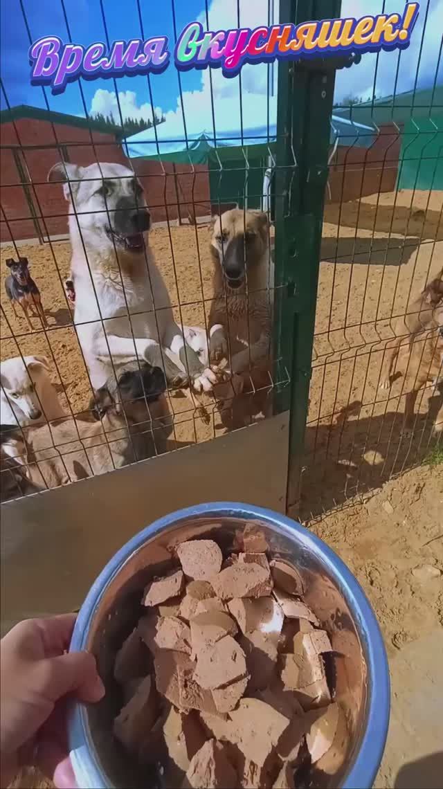 "Старшая стая в эфире" ❥ Приют в Малинках