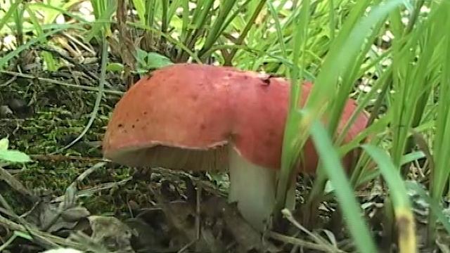 Время сбора грибов (2)