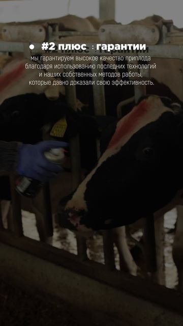 🐄 Программа по аутсорсингу воспроизводства: секрет здорового стада