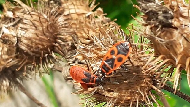 Клоп-солдатик, красноклоп бескрылый, козачёк, красный клоп (Pyrrhocoris apterus)