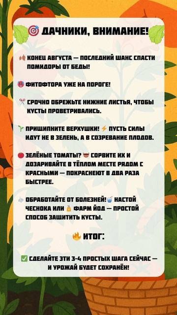 ЧТО СРОЧНО СДЕЛАТЬ С ПОМИДОРАМИ В КОНЦЕ АВГУСТА, ЧТОБЫ СПАСТИ УРОЖАЙ
