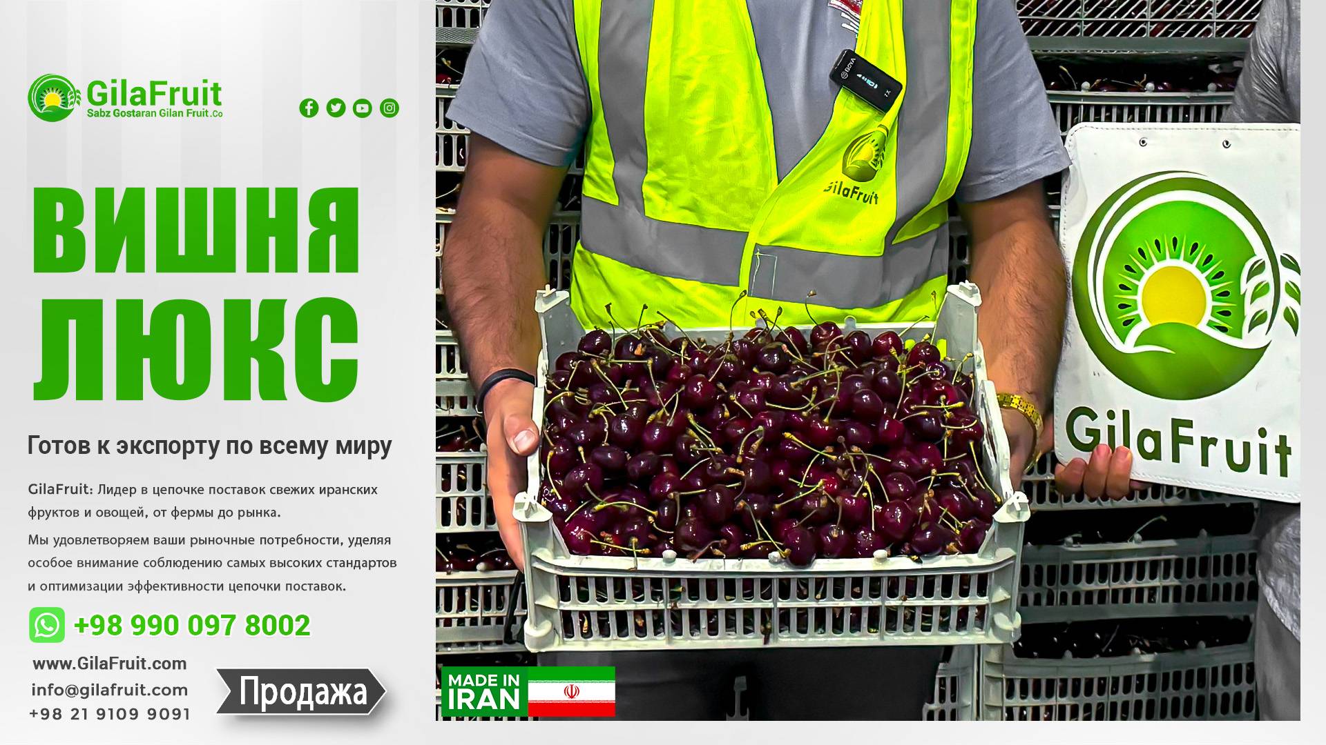 GilaFruit: Ваш источник бесподобной иранской черешни