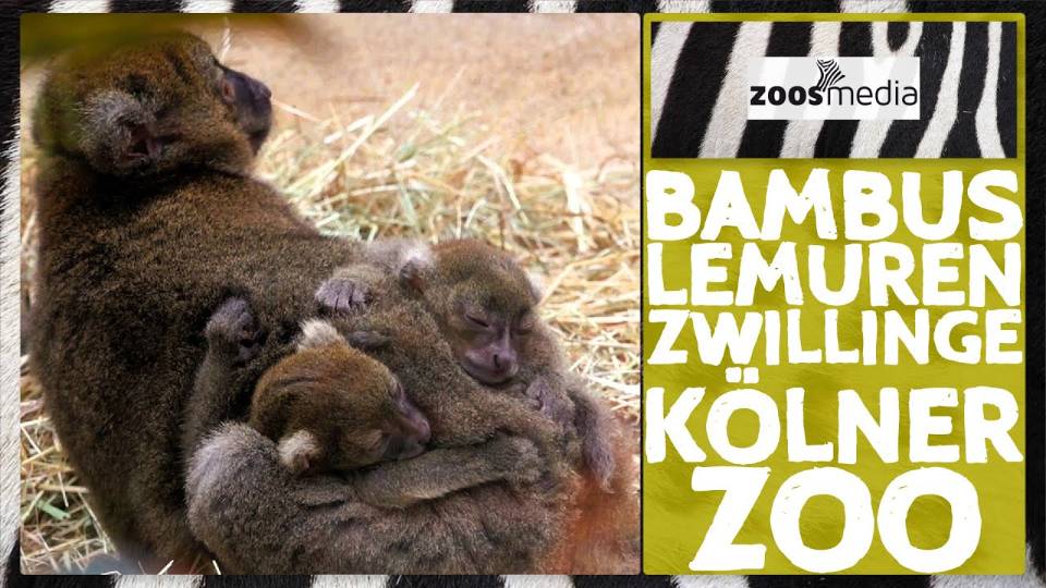 Kölner Zoo： Menarambo-Buntbarsche ｜ zoos.media