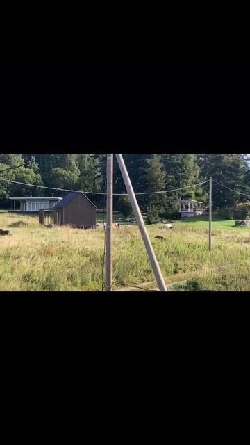 Ленобласть. Хвойное. 29.08.2025. Вот такие гости у дачи. Лосиха и лосёнок