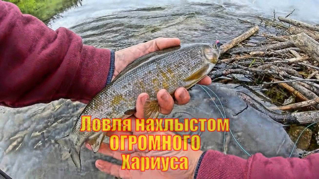 Ловля нахлыстом ОГРОМНОГО Хариуса на отдаленной АЛЯСКЕ