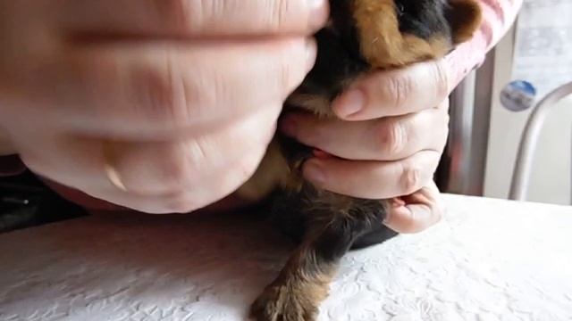 Лота , первый прикорм