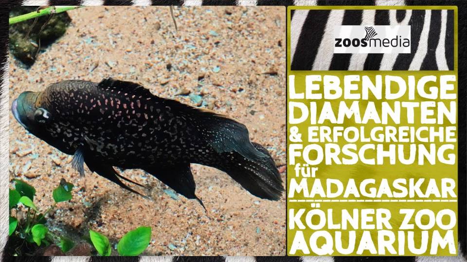 Kölner Zoo： ERFOLGREICH forschen für bedrohte Fische in Madagaskar ｜ zoos.media