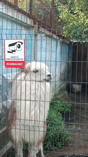 Чо надо?