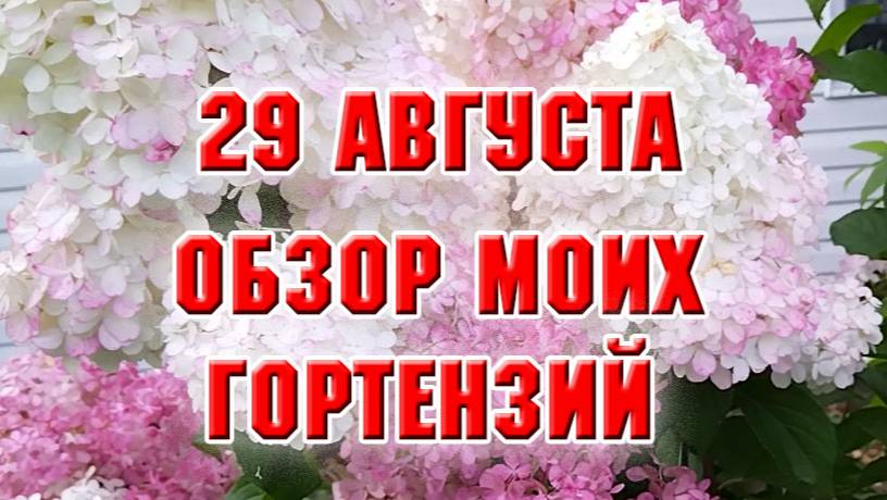 29 августа. Гортензии Аннабель, Ванила Фрайз, Геркулес, Полар Бир, Граффити, Руби Аннабель