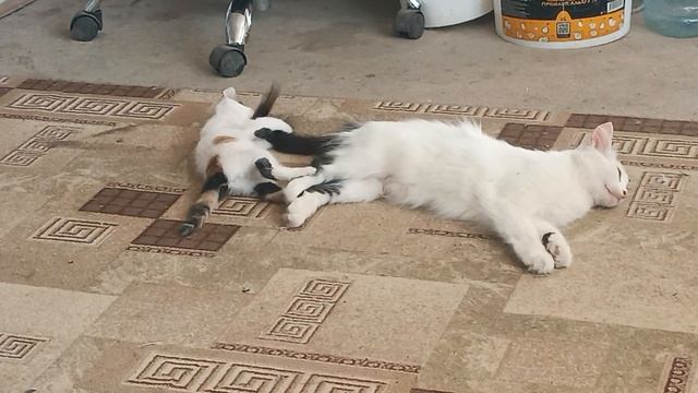 Ляля обожает играть с мамином хвостом. СНТ Южное Анапа