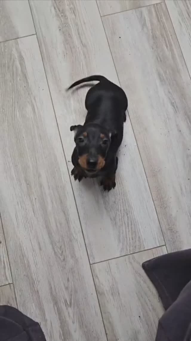 Такса 🐕 это не собака 🐕, а комок радости 😊.