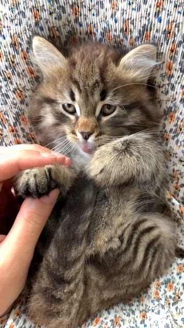 На задних лапах кошек меньше «пальцев»