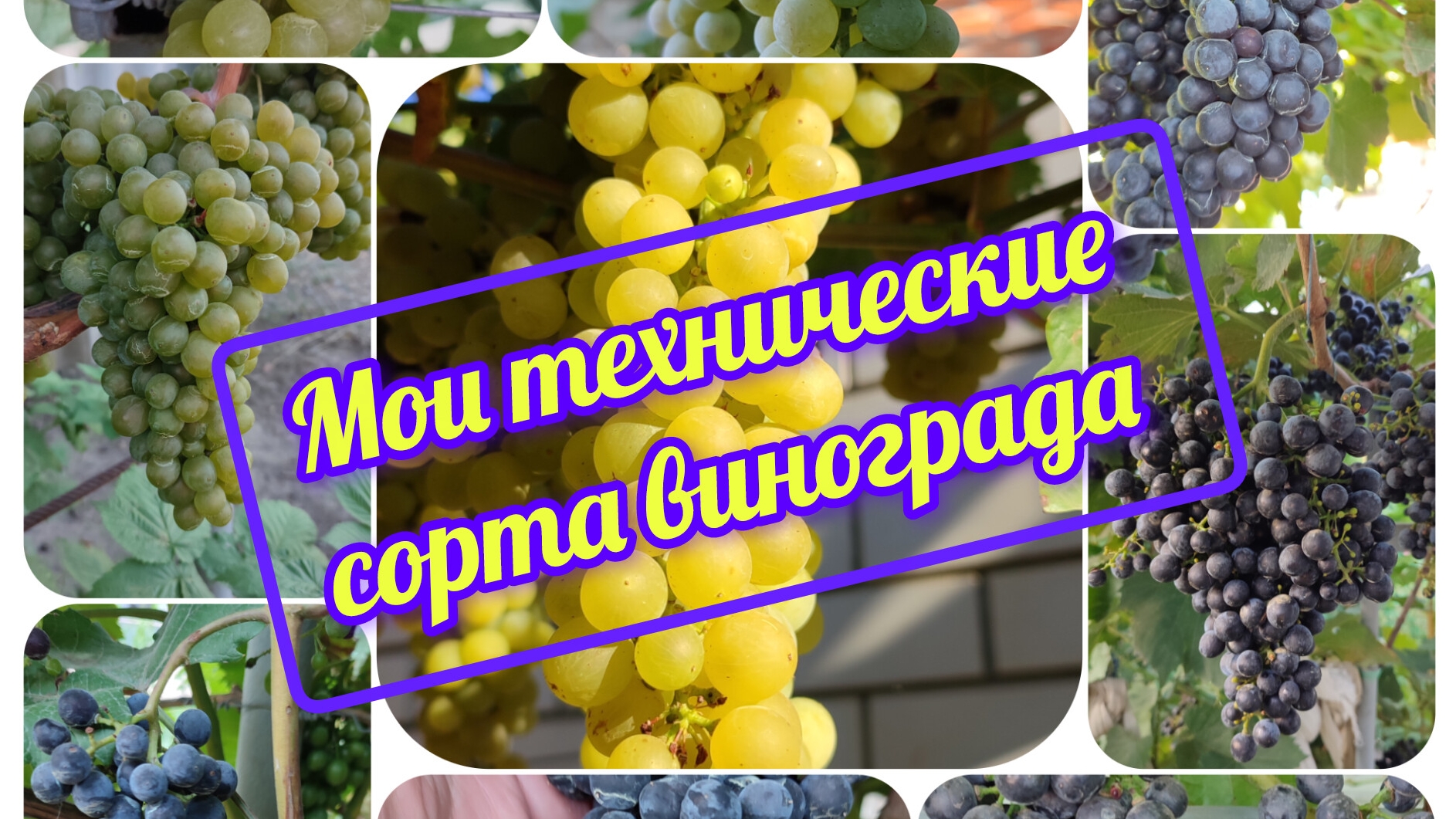Мои технические сорта винограда перед срезкой. Сезон 2025 года