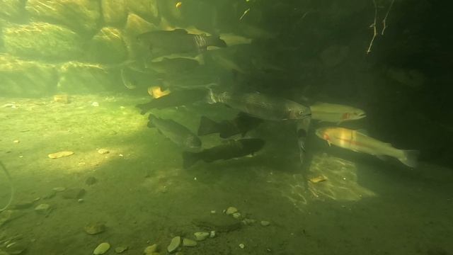 Подводная съёмка форели