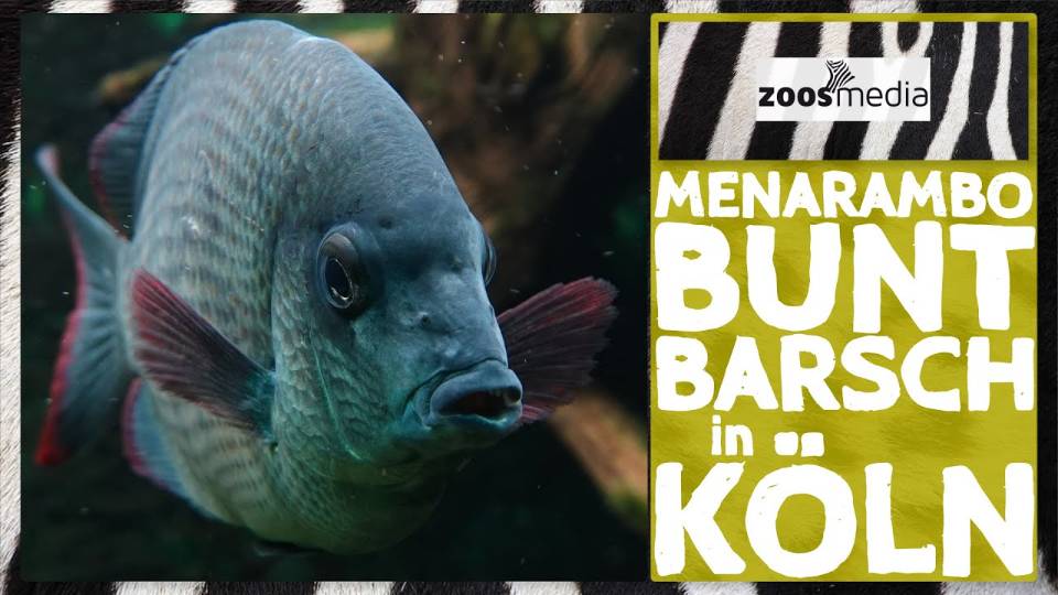 Kölner Zoo： Bambuslemuren-ZWILLINGE 😍 im Madagaskar-Haus ｜ zoos.media