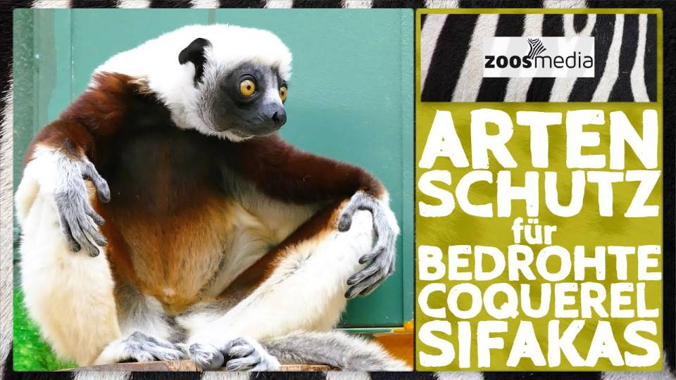 Kölner Zoo： Bambuslemuren-ZWILLINGE 😍 im Madagaskar-Haus ｜ zoos.media