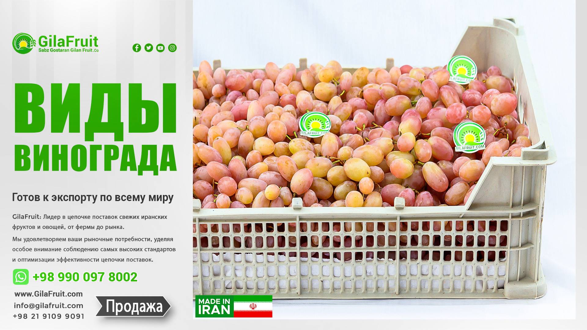 GilaFruit: Ваш надежный партнер по экспорту иранского винограда