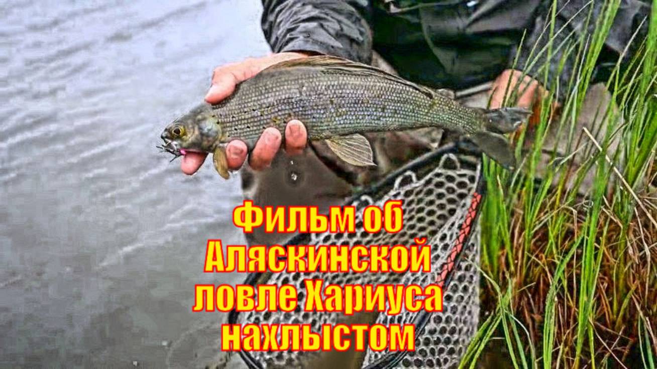 Фильм об Аляскинской ловле Хариуса нахлыстом