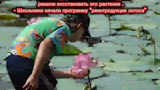 Мишина Александра, Шулепова Екатерина, Картавая Екатерина. Возрождение лотосового озера