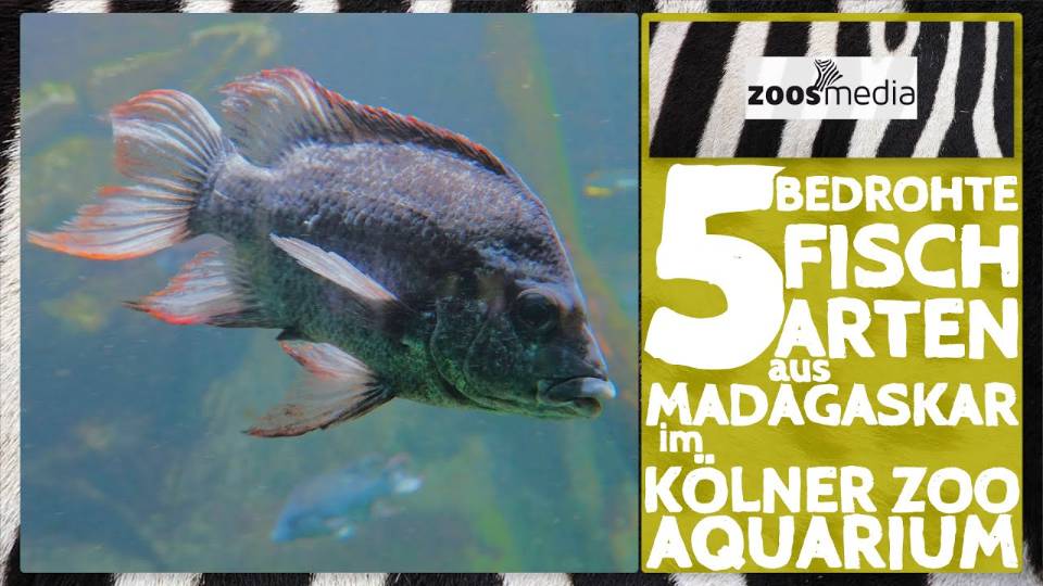 Kölner Zoo： BEDROHTE Fische aus Madagaskar im Aquarium ｜ zoos.media